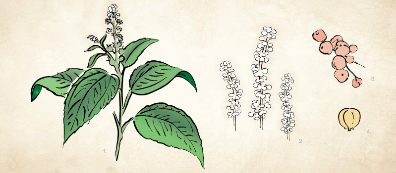 Ba Dou - Croton Fruit - Fructus Crotonis - Chinese Herbal Dictionary