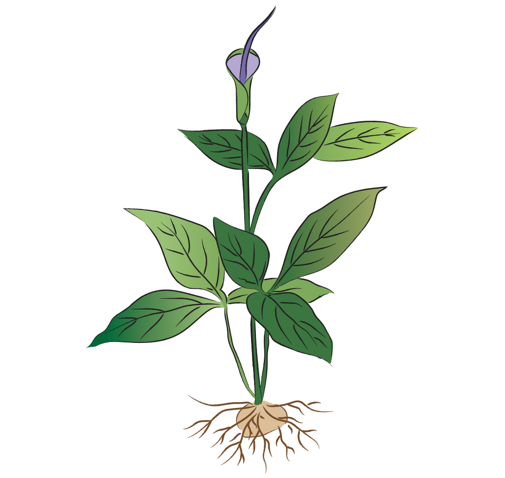 Ban Xia - Pinellia - Rhizoma Pinelliae - Chinese Herbal Dictionary